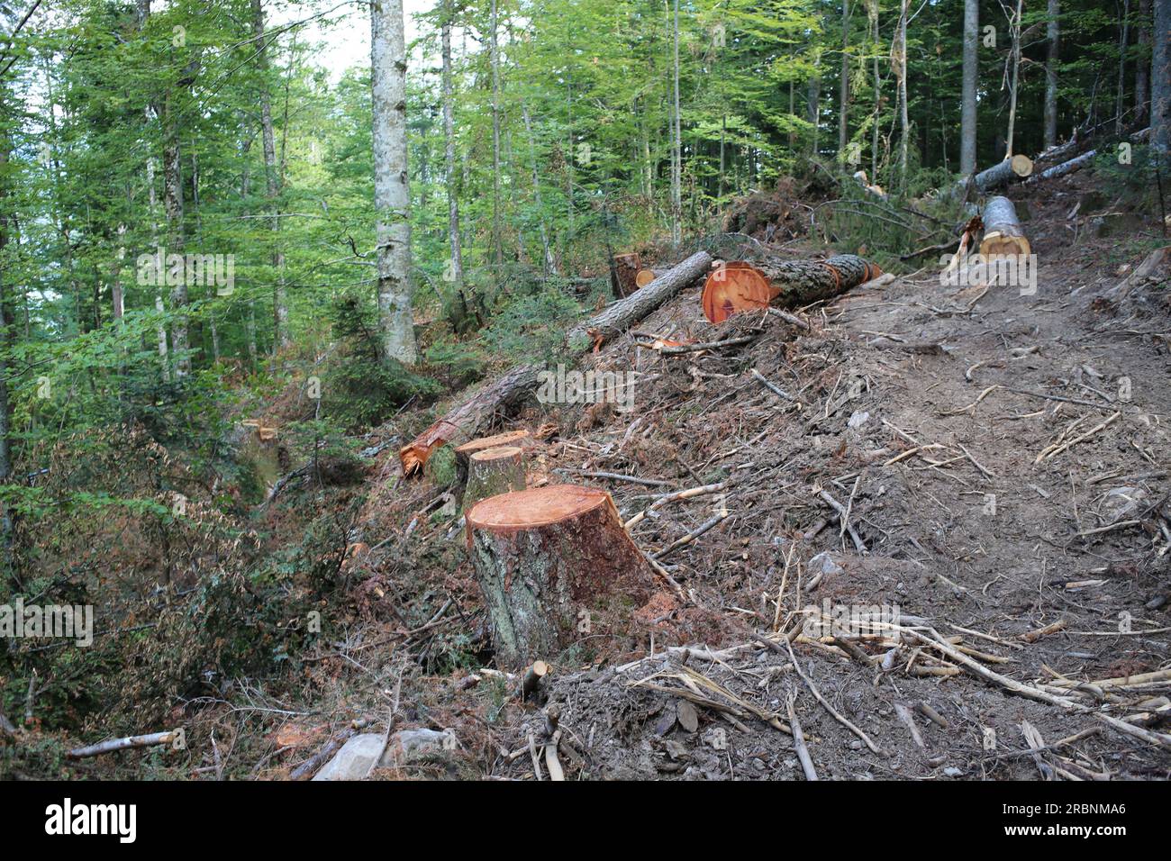 A monster machine destroys secular trees in Italy Stock Photo - Alamy