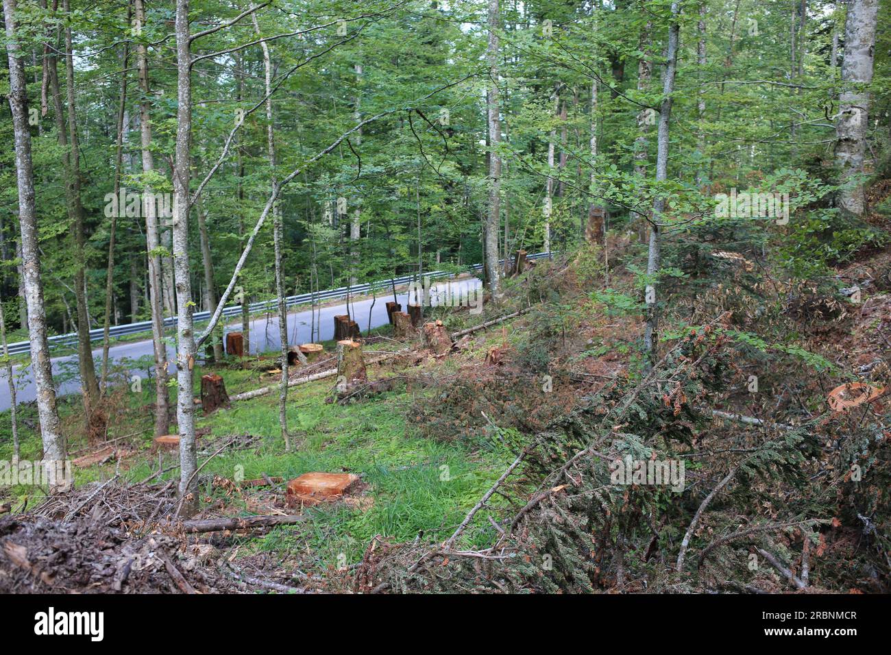 Abetone forest destruction Stock Photo - Alamy