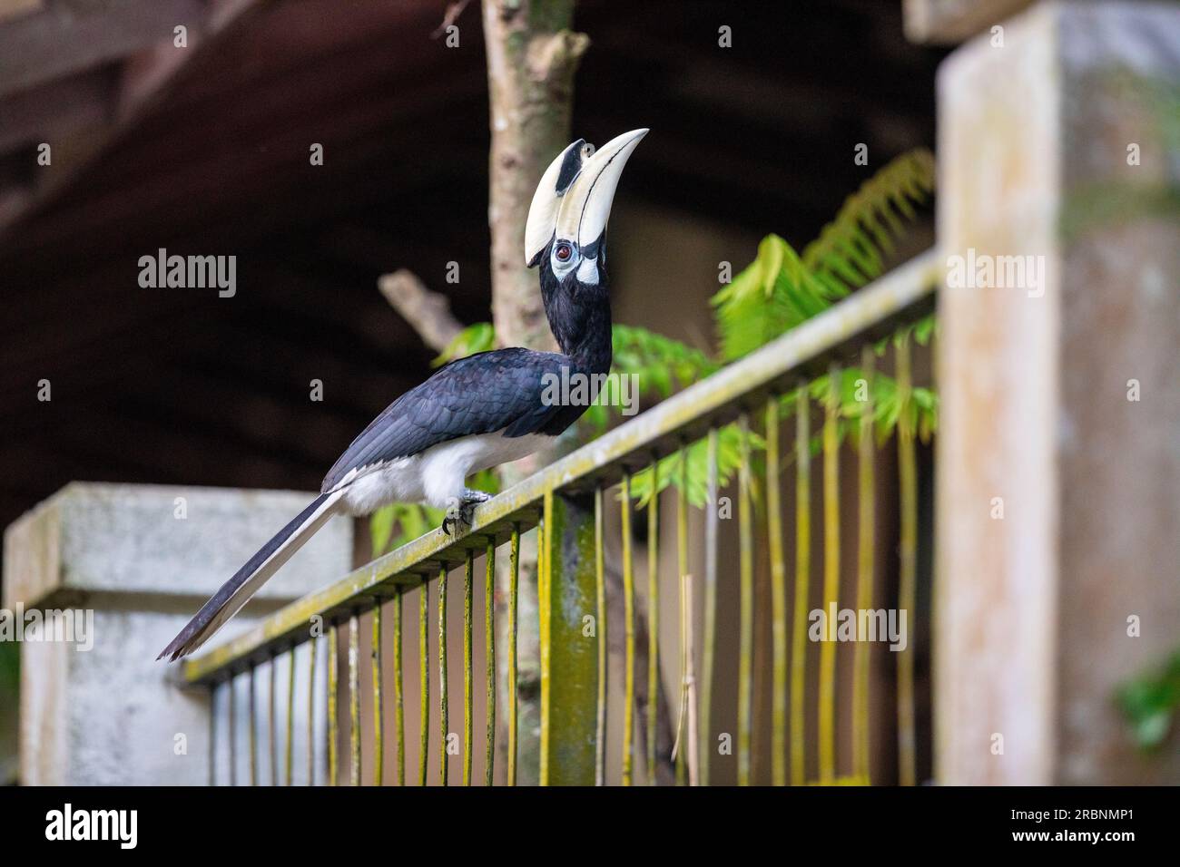 Adult male Oriental Pied Hornbill perching on a fence outside a house ...