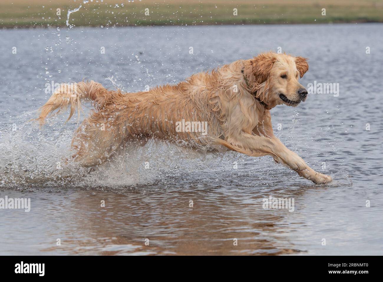 Golden Retriever running in water Stock Photo - Alamy