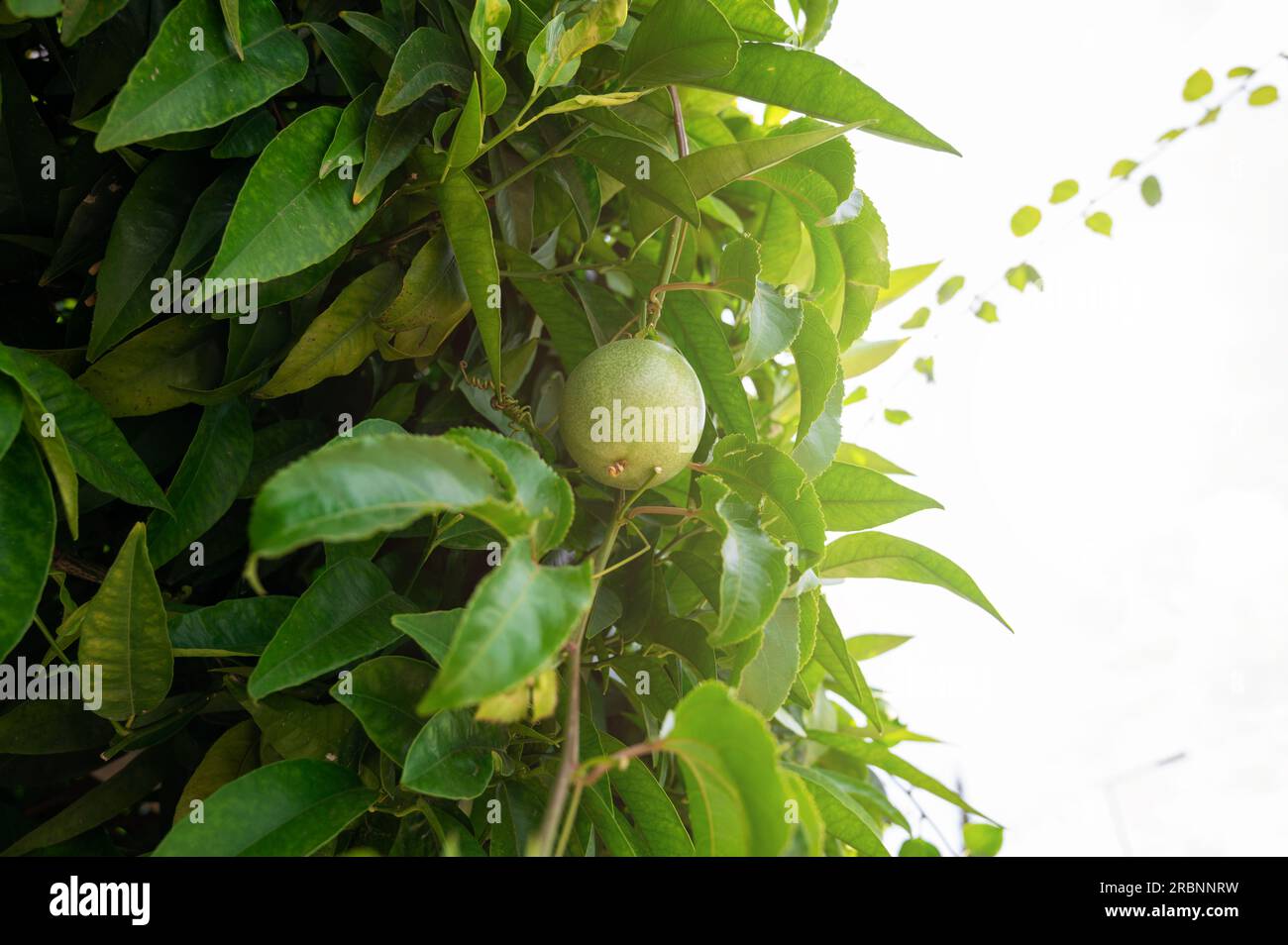Passion fruit maracuja growing on the tree in the garden, beauty summer ...