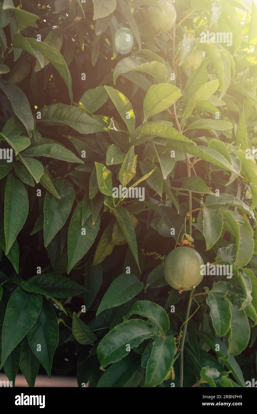 Passion fruit maracuja growing on the tree in the garden, beauty summer ...
