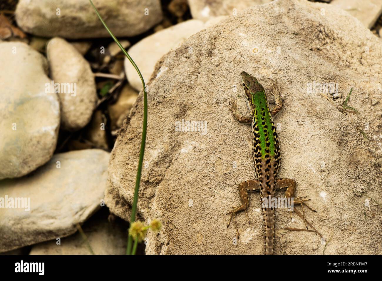 Lizzard and pattern hi-res stock photography and images - Alamy