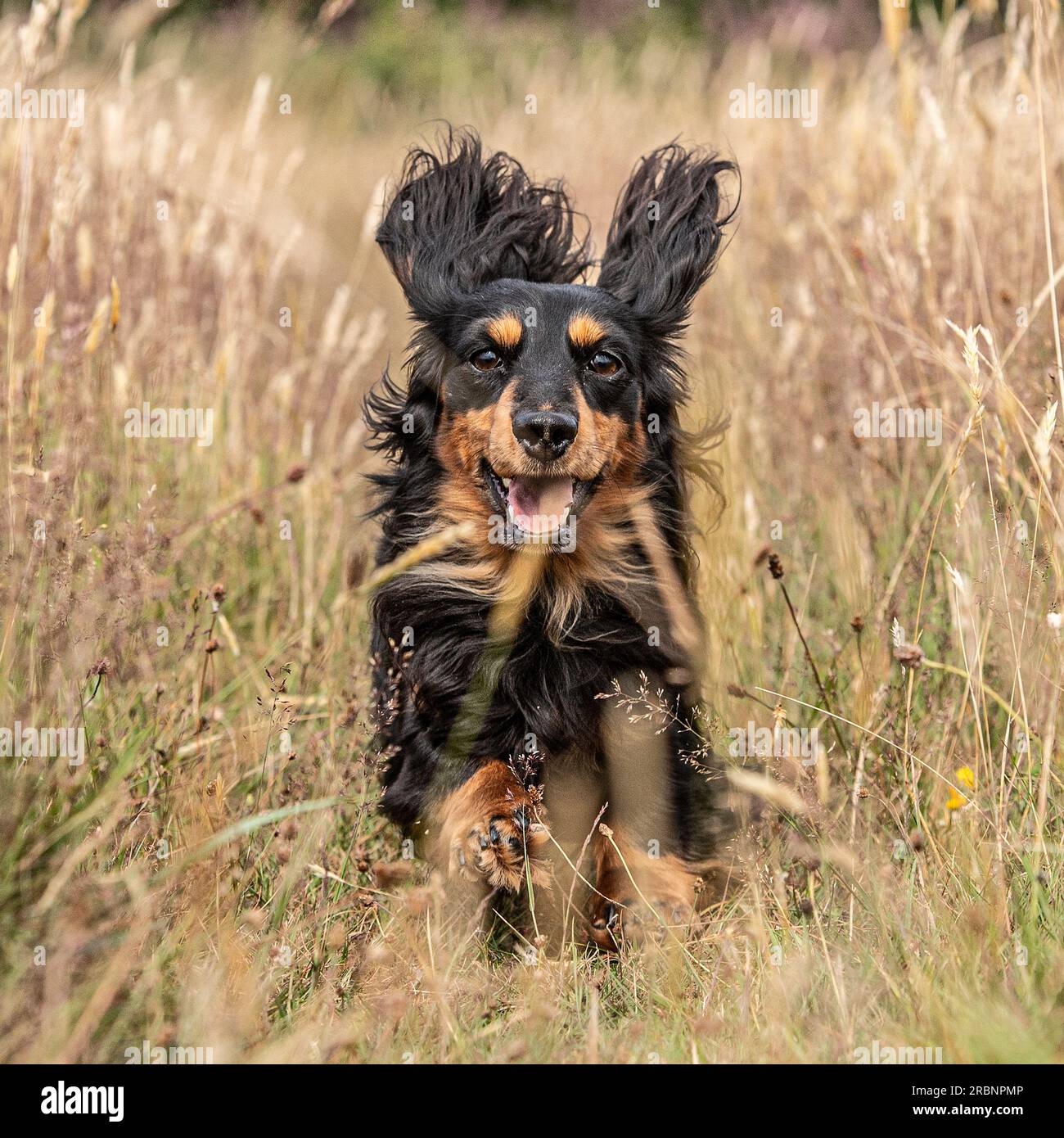 Dachshund running hi-res stock photography and images - Alamy
