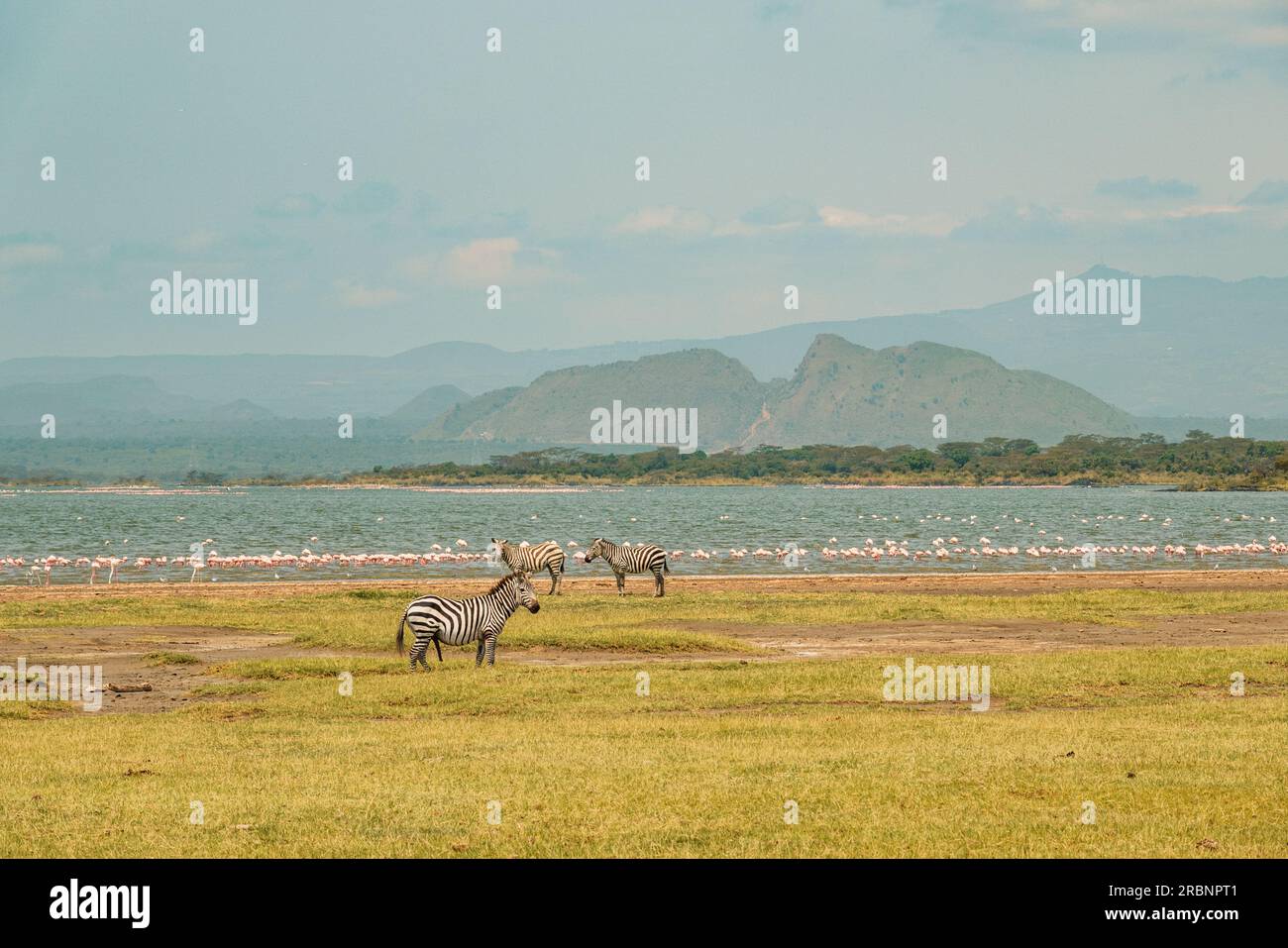 A herd zebra and flamingos in the wild at Lake Elementaita against the ...