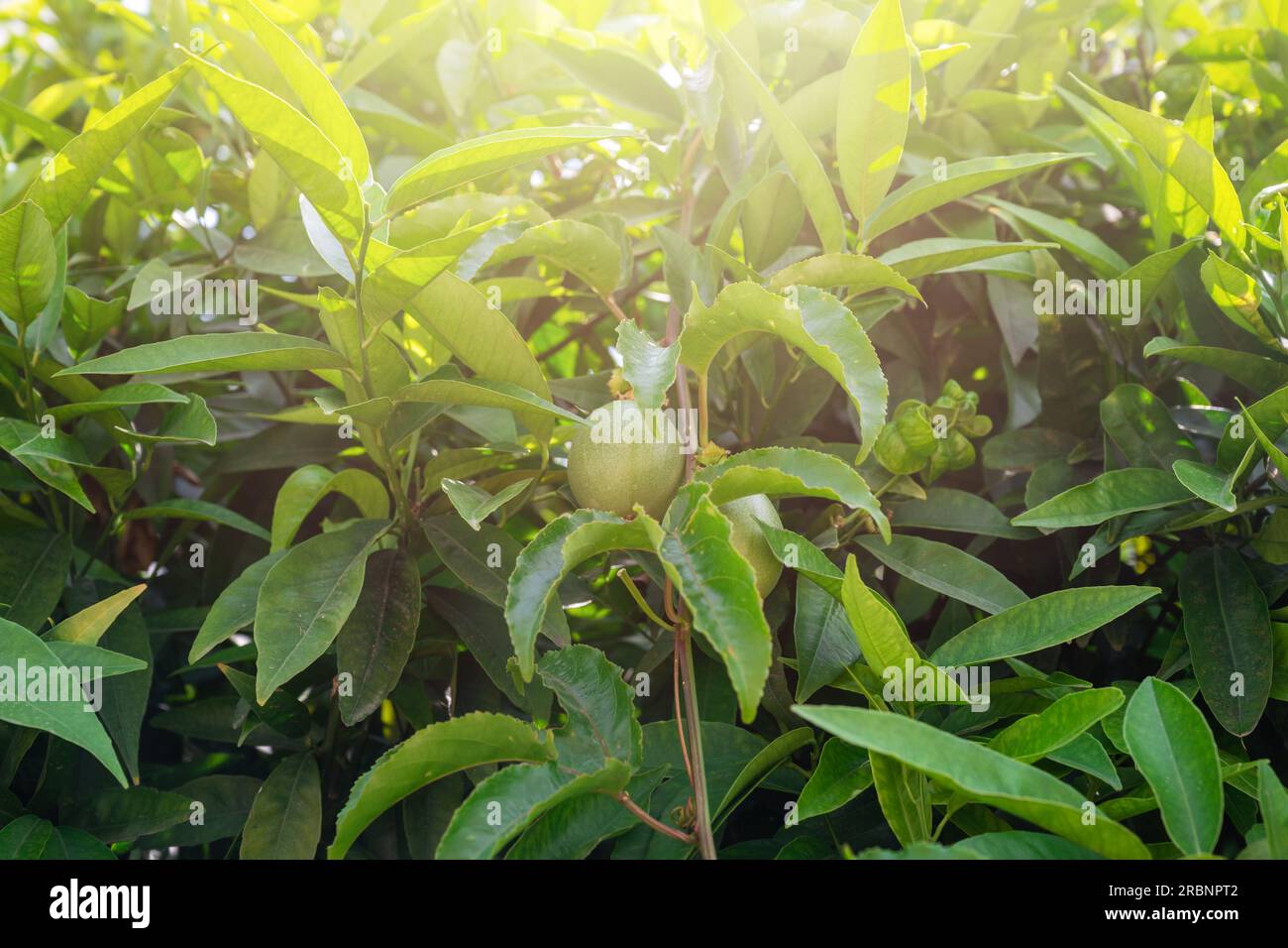 Passion fruit maracuja growing on the tree in the garden, beauty summer ...