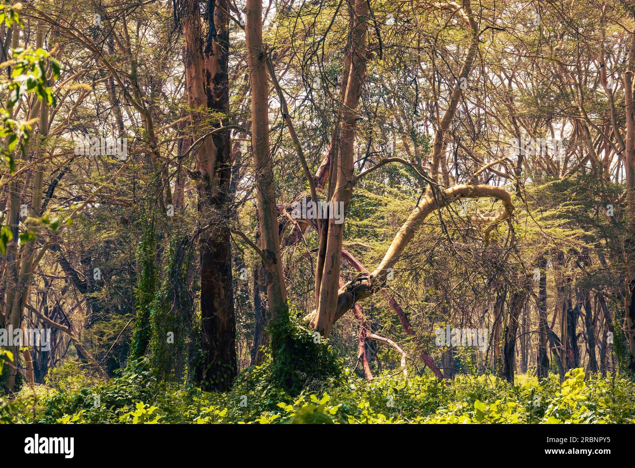 Yellow barked acacia trees growing in the savannah grassland landscapes ...