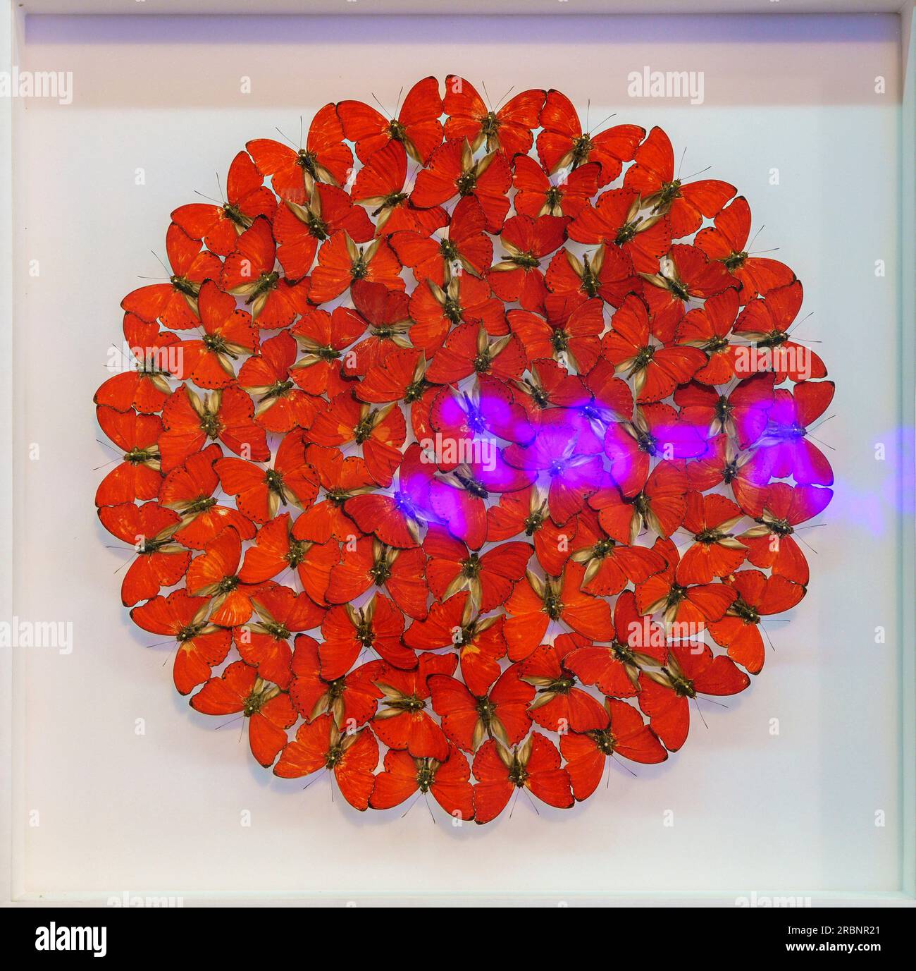 A thing of beauty , Anna Tas, Sa Bassa Blanca Museum (msbb). Yannick Vu ...