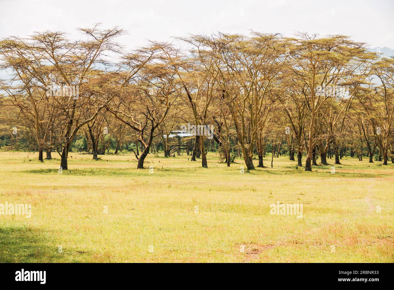 Yellow barked acacia trees growing in the savannah grassland landscapes ...