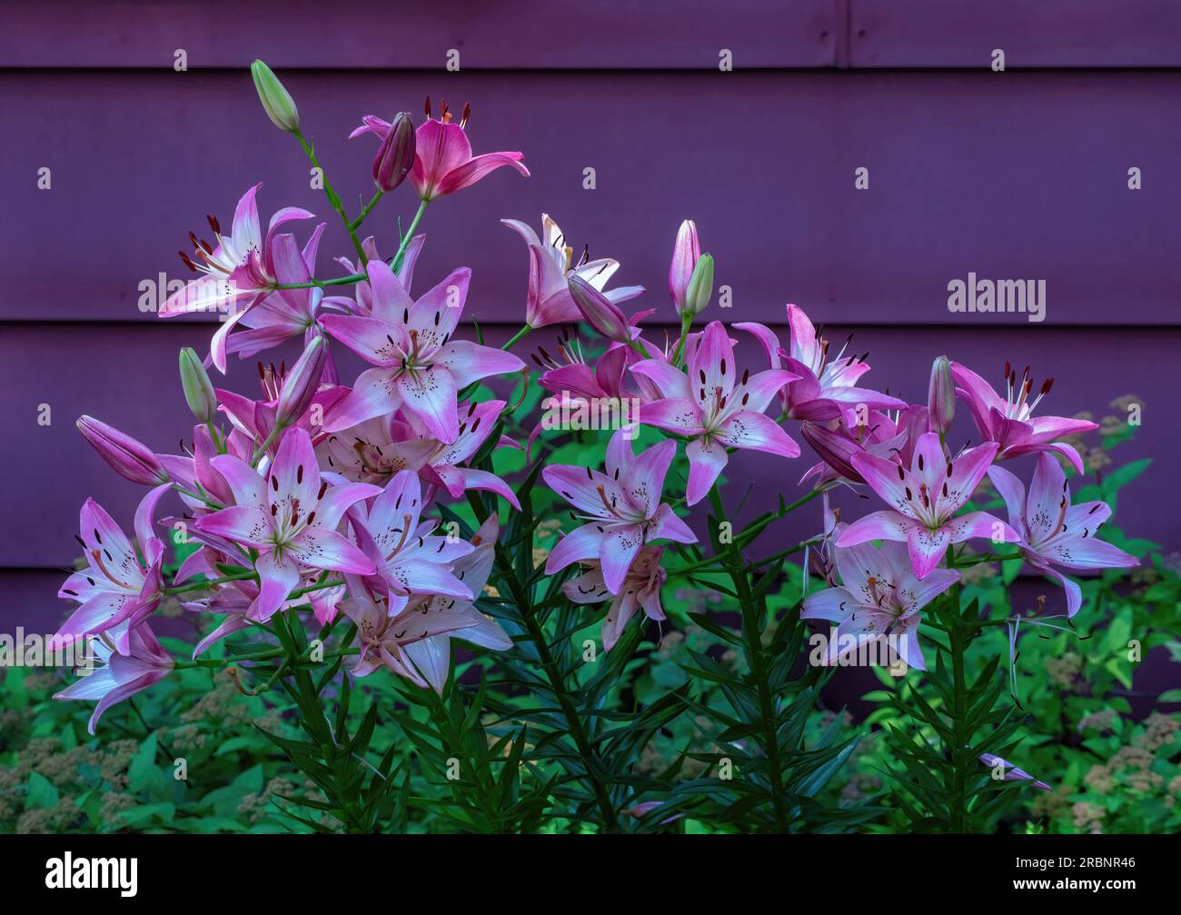 Pretty lilies hi-res stock photography and images - Alamy