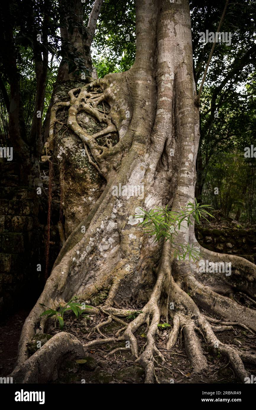 Strangler fig in the dense jungle of Calakmul, Yucatán, Mexico, North ...
