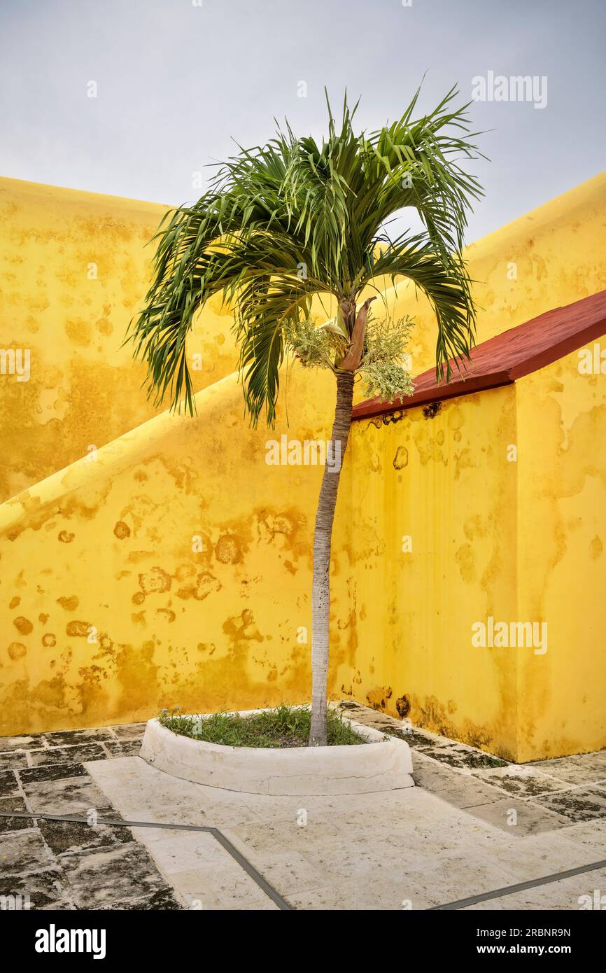 single palm tree in the middle of the fortress "Fort San Miguel ...