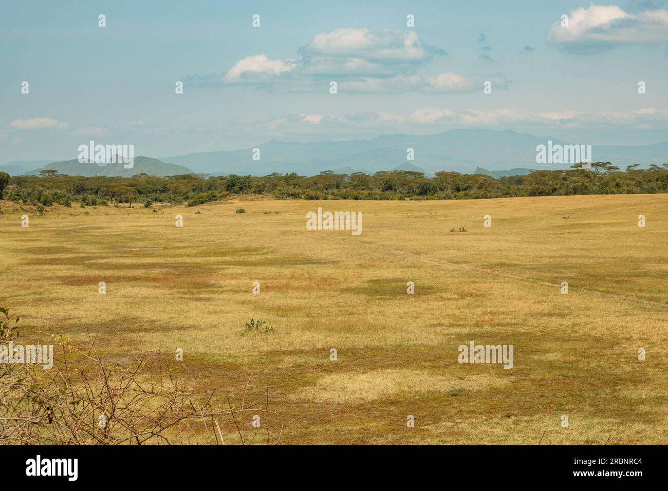 Yellow barked acacia trees growing in the savannah grassland landscapes ...
