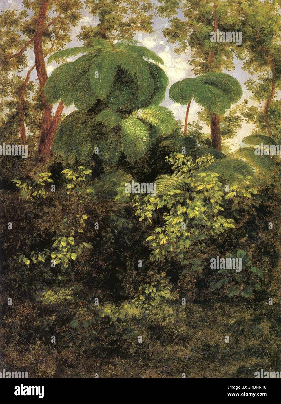 Bosque de pacho hi-res stock photography and images - Alamy