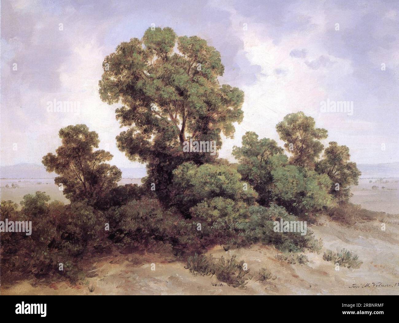 Estudio de árboles de hi-res stock photography and images - Alamy