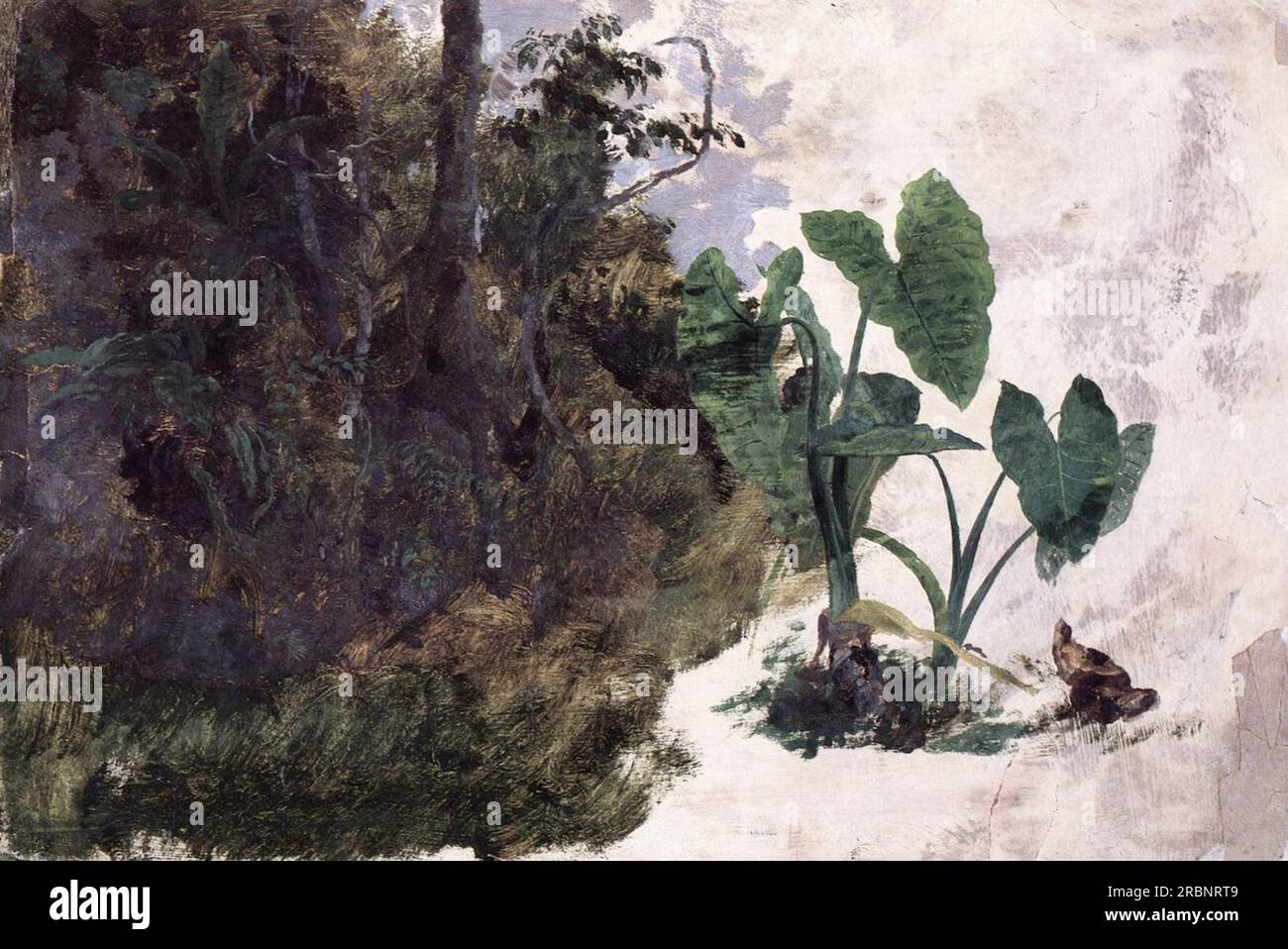 Hojas de Mafafa by Jose Maria Velasco Stock Photo - Alamy