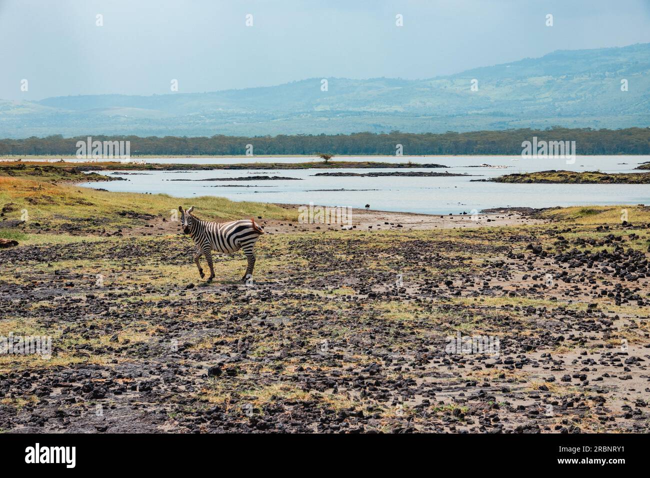 A herd zebra and flamingos in the wild at Lake Elementaita against the ...