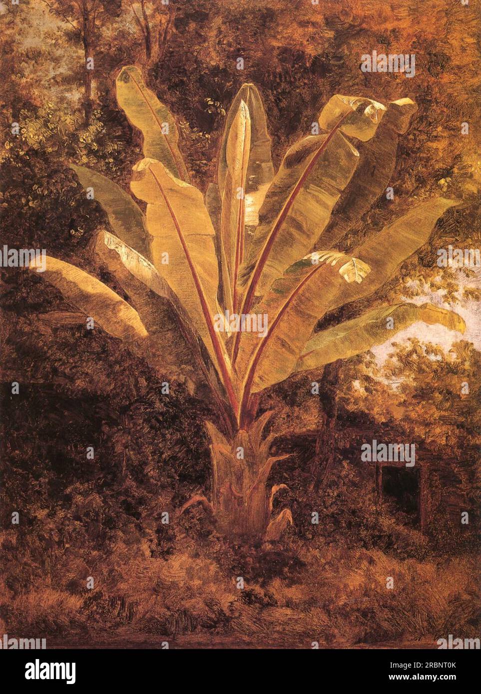 Plátano by Jose Maria Velasco Stock Photo - Alamy