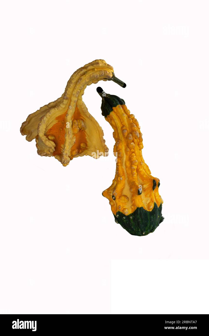 Two gourds or squash personified look like 2 talking heads. Long beaks ...