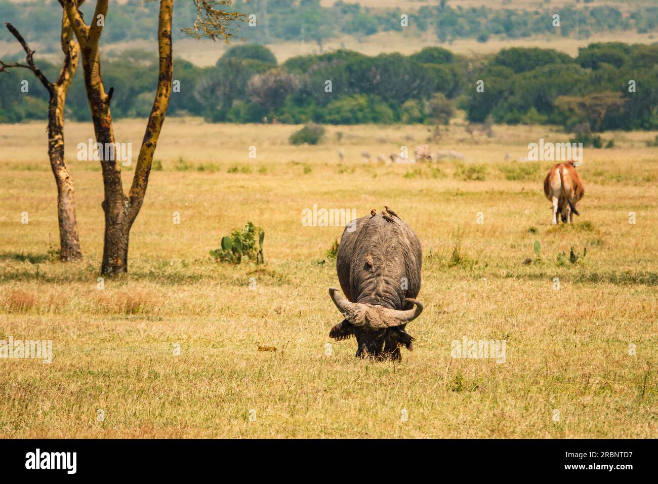 Family group african buffaloes hi-res stock photography and images - Alamy