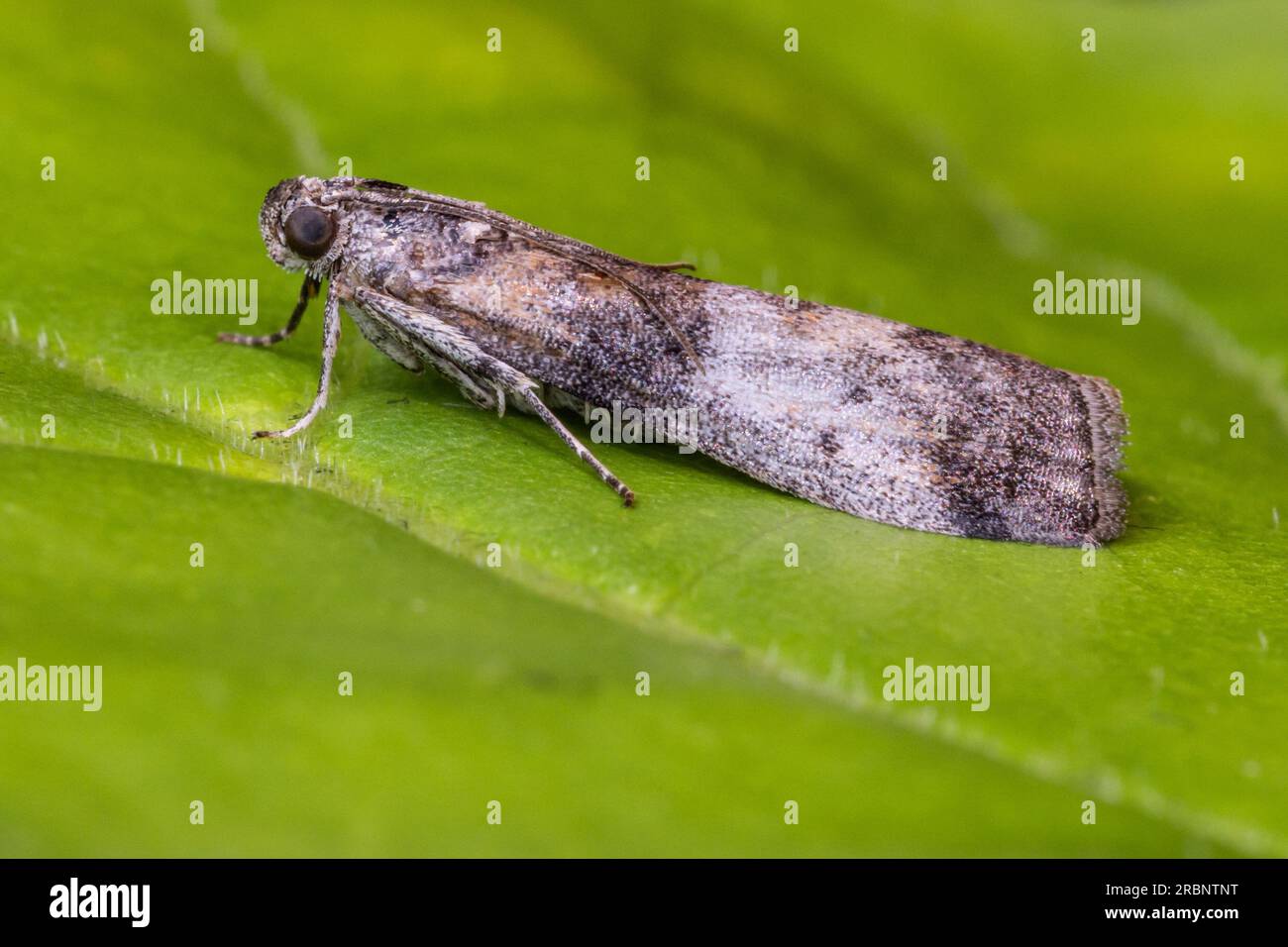 Sciota rhenella (Pyralidae, Phycitinae). Micro-moth photographed in ...
