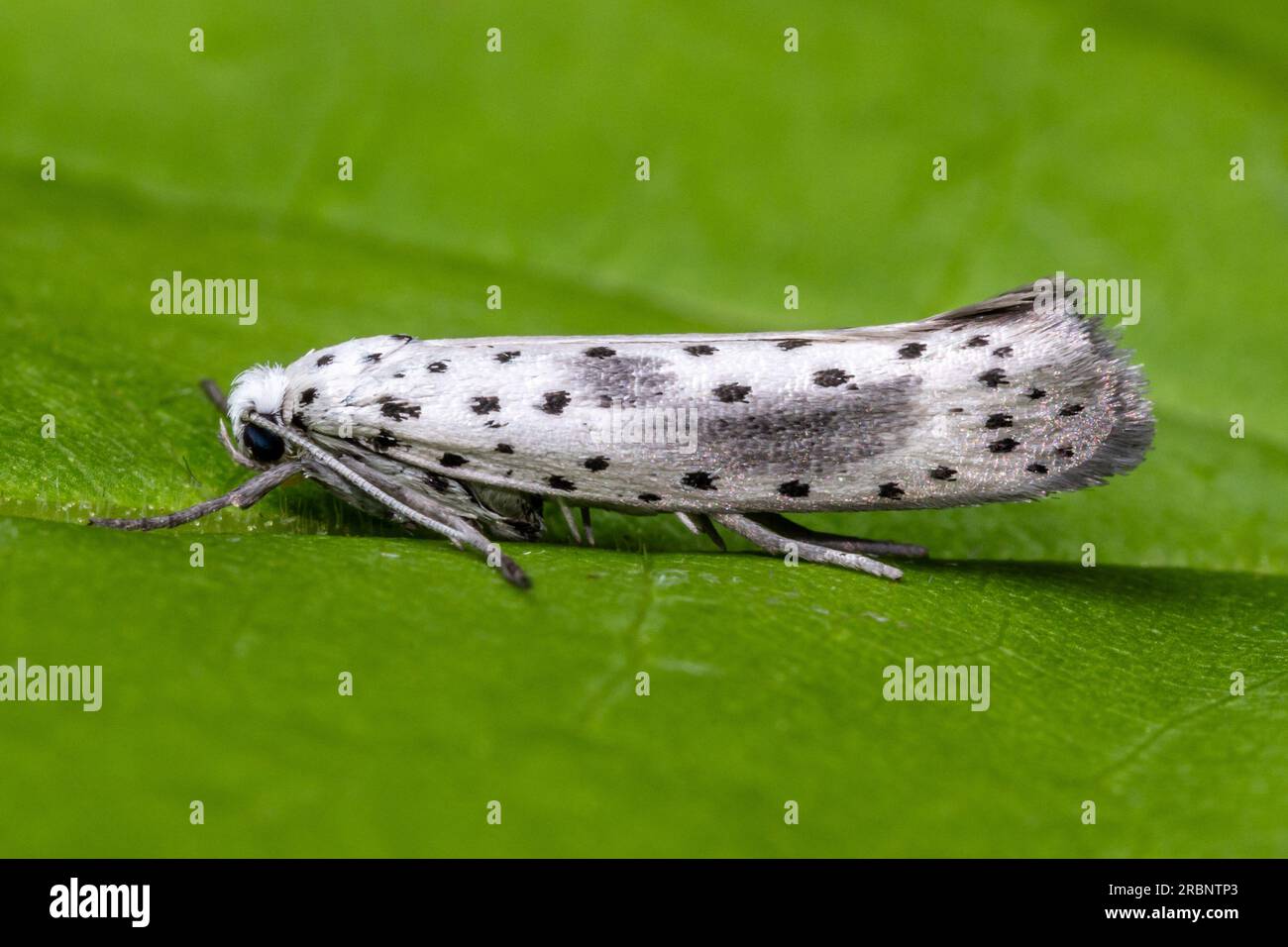 Scarce ermine hi-res stock photography and images - Alamy