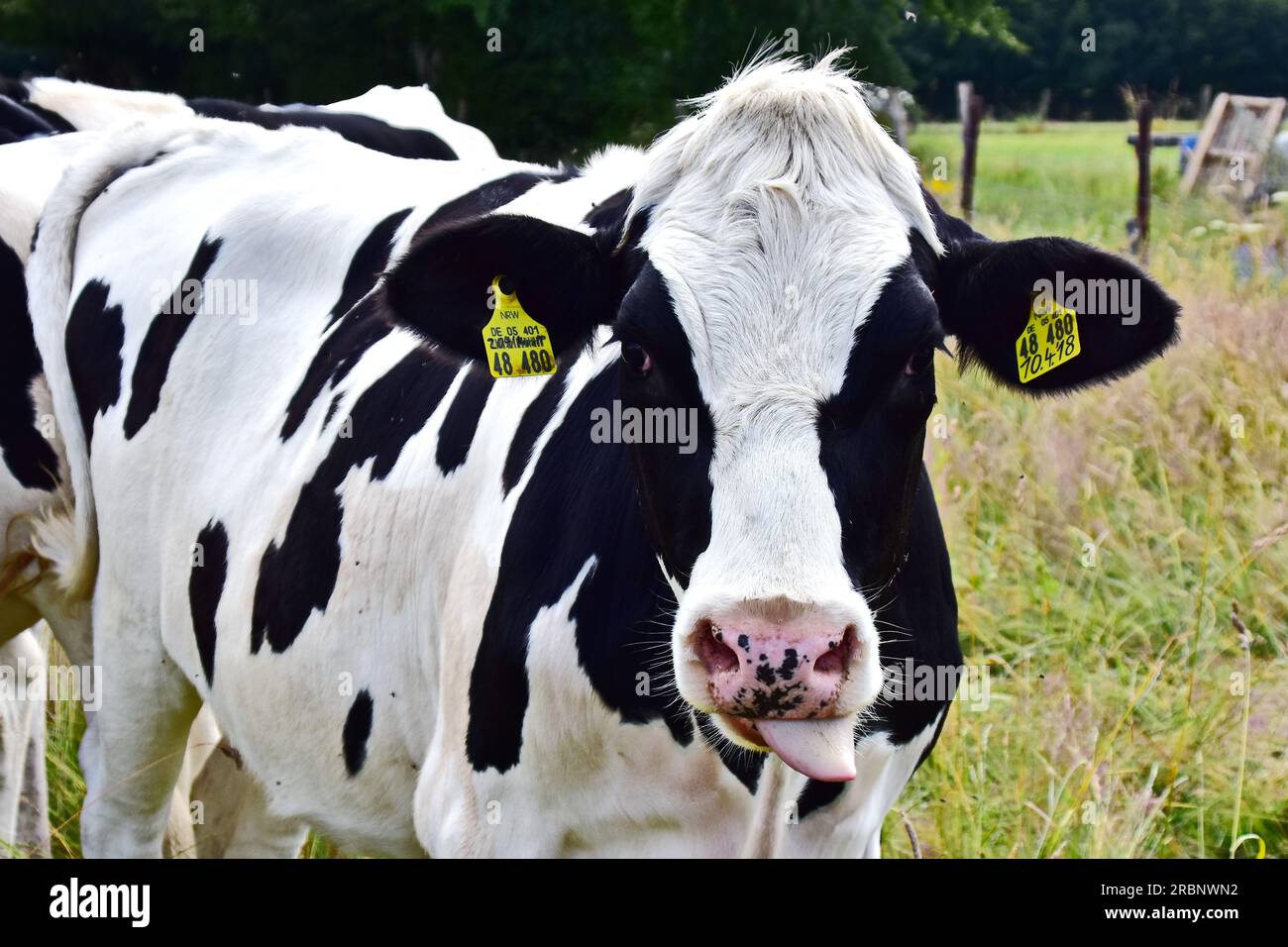 cattle calf bull Stock Photo - Alamy