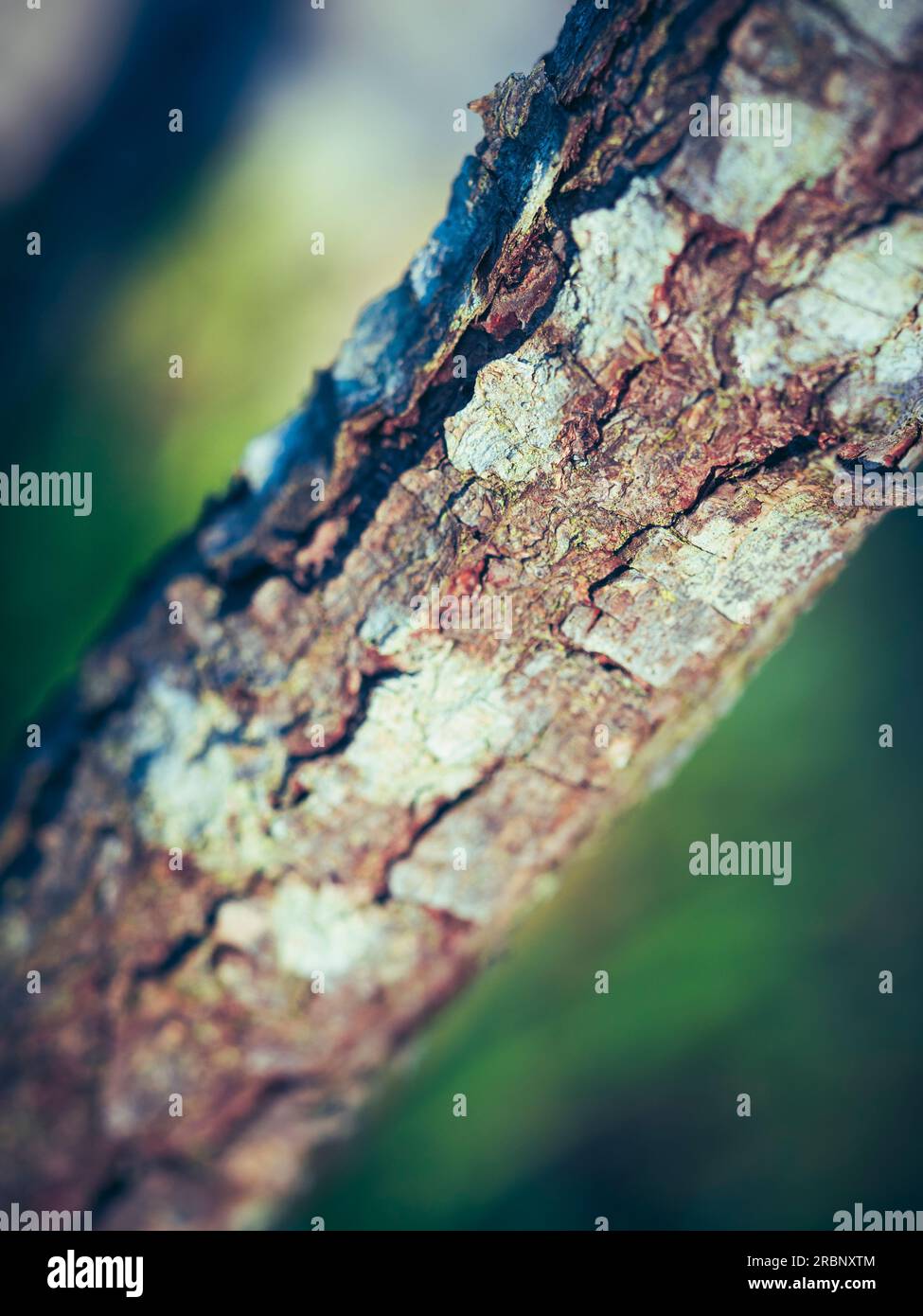 Shrub climber garden hi-res stock photography and images - Alamy