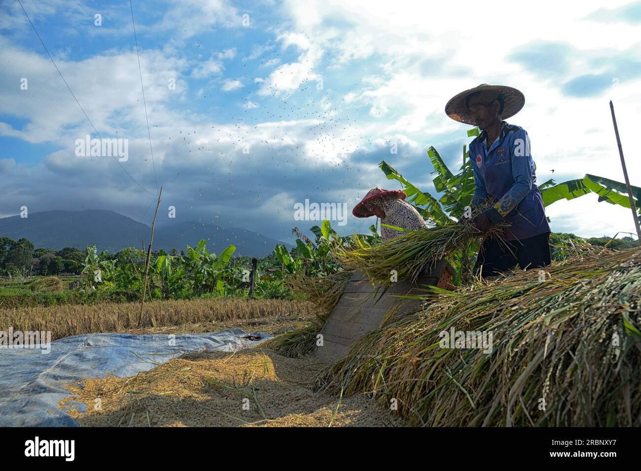 Bogor, Indonesia. 09th July, 2023. Farmers during harvest rice at a ...
