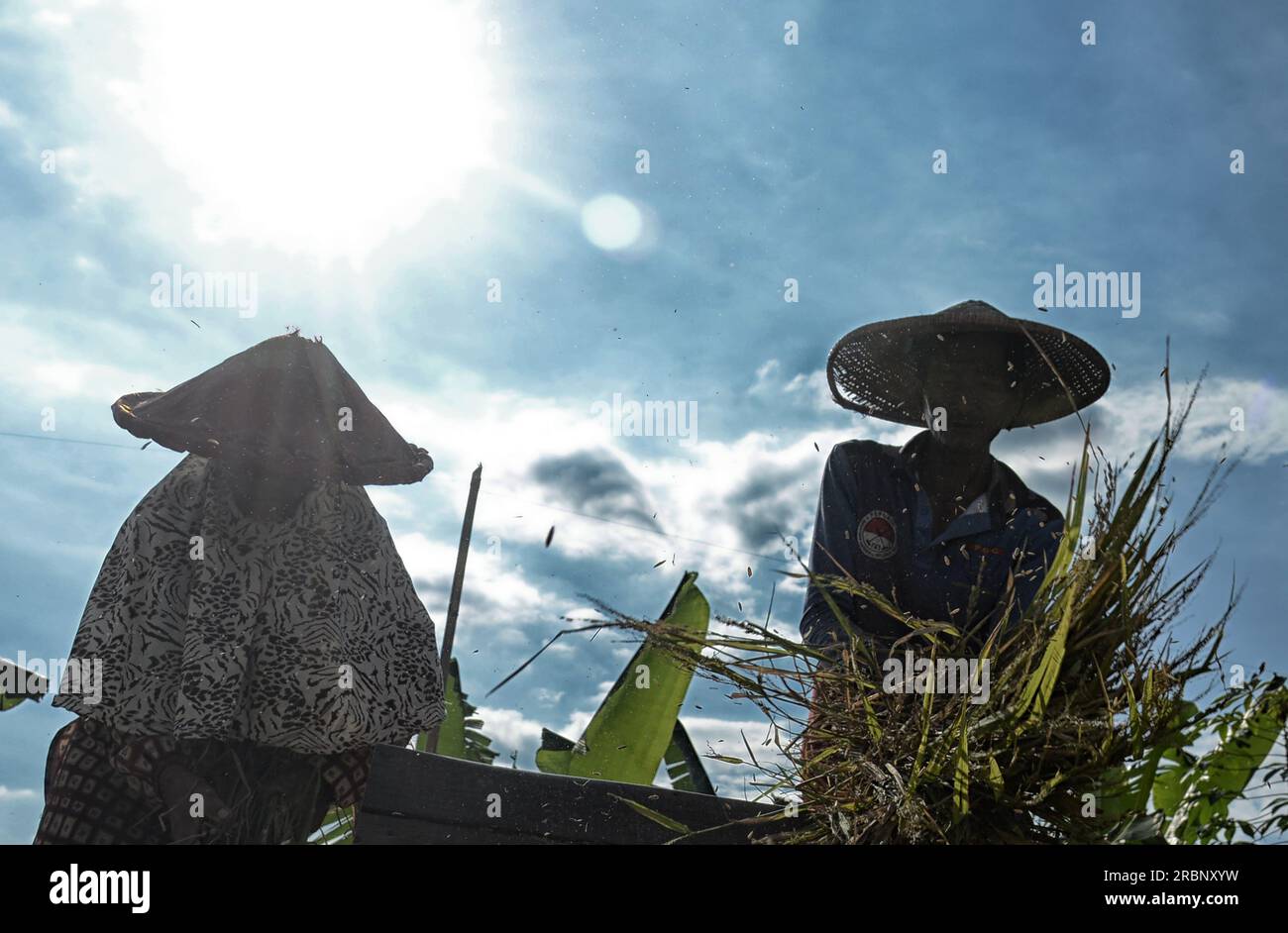 Bogor, Indonesia. 09th July, 2023. Farmers during harvest rice at a ...