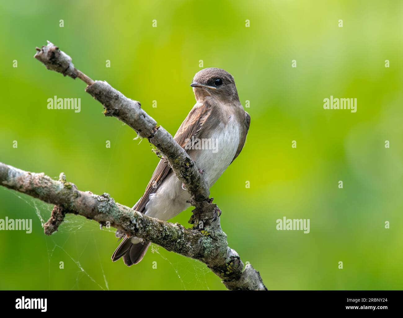 This beautiful Northern Rough-winged Swallow perched nicely on a branch ...
