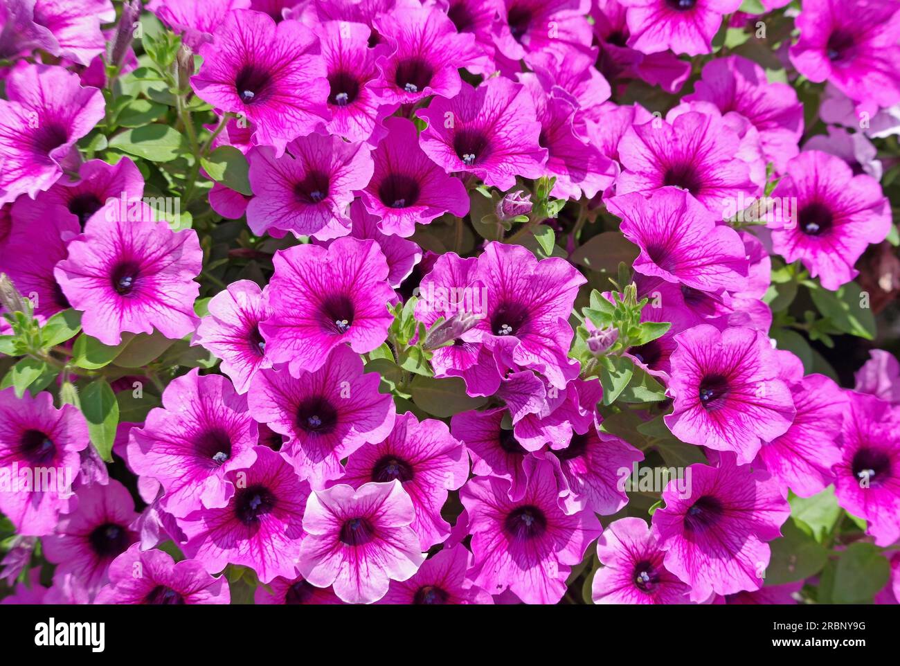 Beautiful Petunia flowers in the garden Stock Photo - Alamy