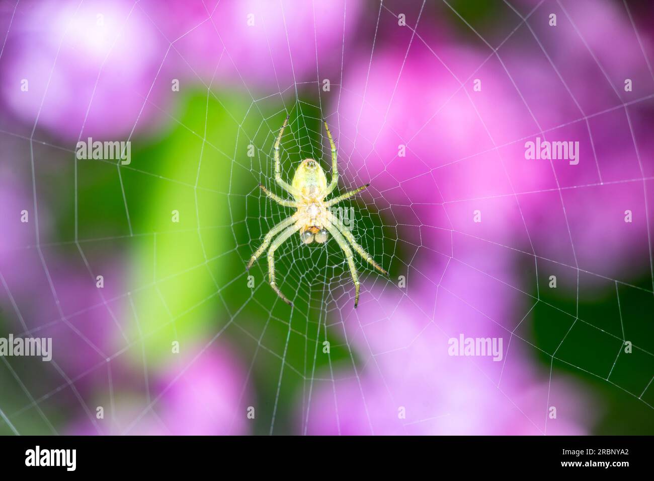 Green spider of Araneidae family (Araniella cucurbitina, cucumber green ...