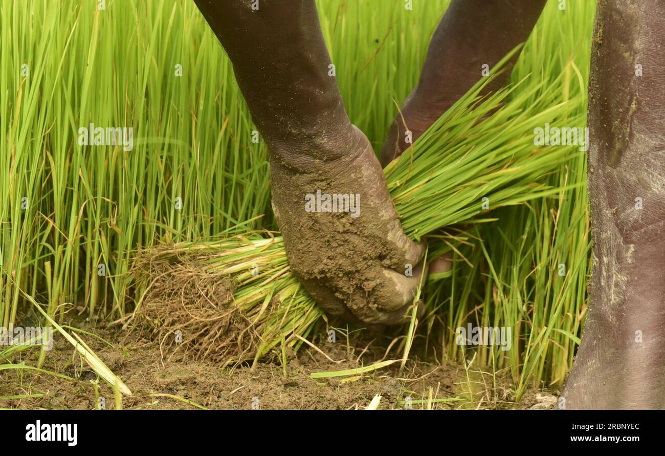 Guwahati, Guwahati, India. 10th July, 2023. Farmer takes out paddy ...
