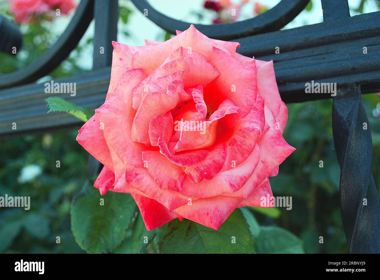 Beautiful and large flower of rose Stock Photo - Alamy