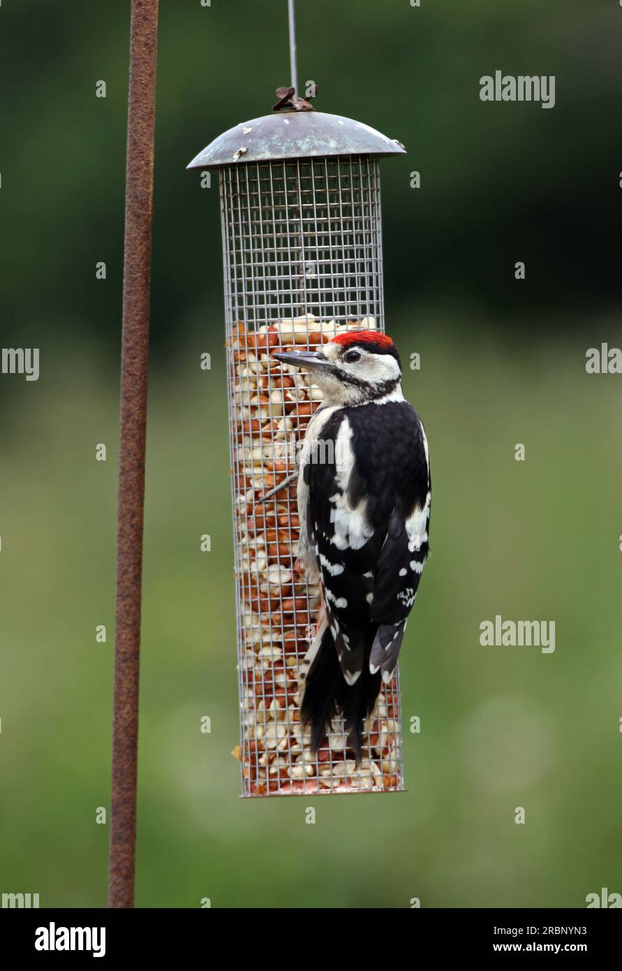 Great Spotted Woodpecker (Dendrocopos major) immature feeding at garden ...