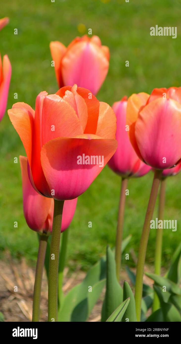 Midwest colors in chicago hi-res stock photography and images - Alamy