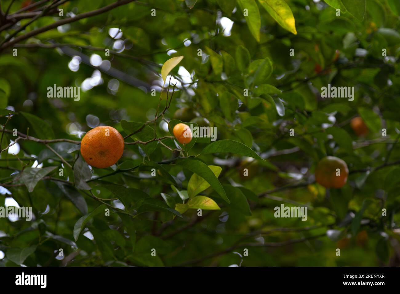 The mandarin orange (Citrus reticulata), also known as the mandarin or ...