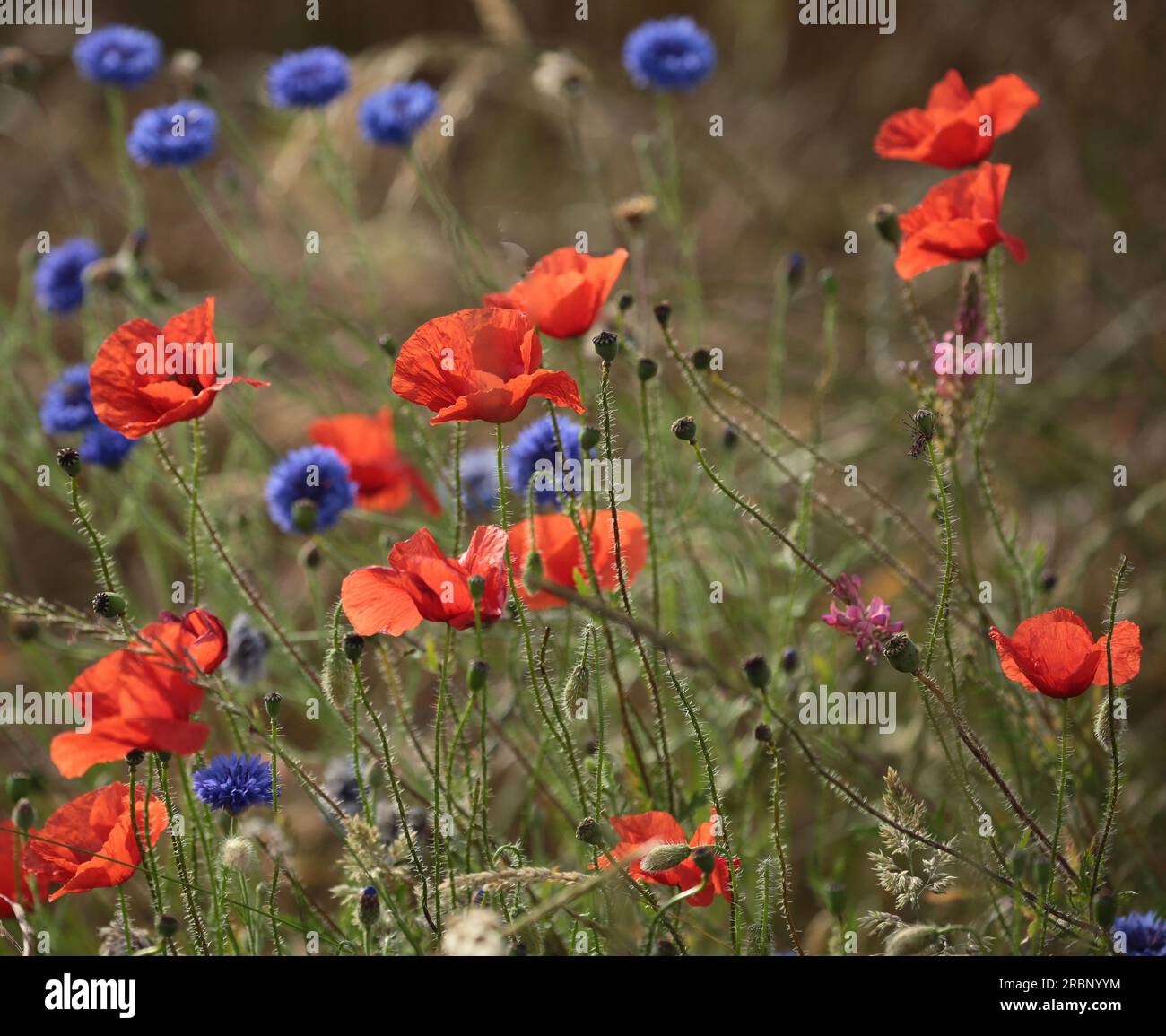 Poppies and corn flowers Stock Photo - Alamy