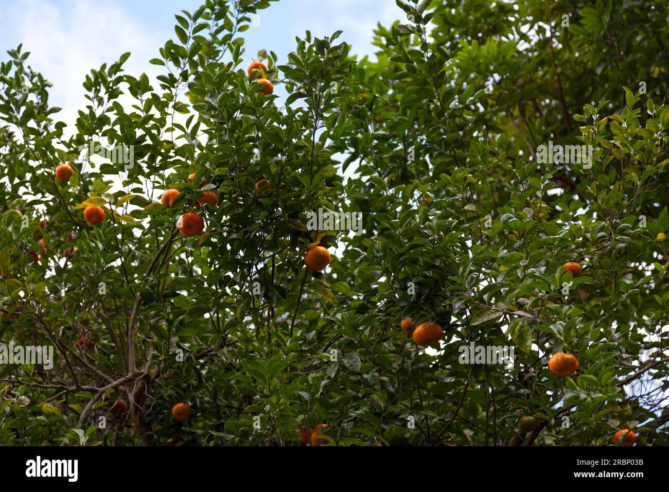 The mandarin orange (Citrus reticulata), also known as the mandarin or ...