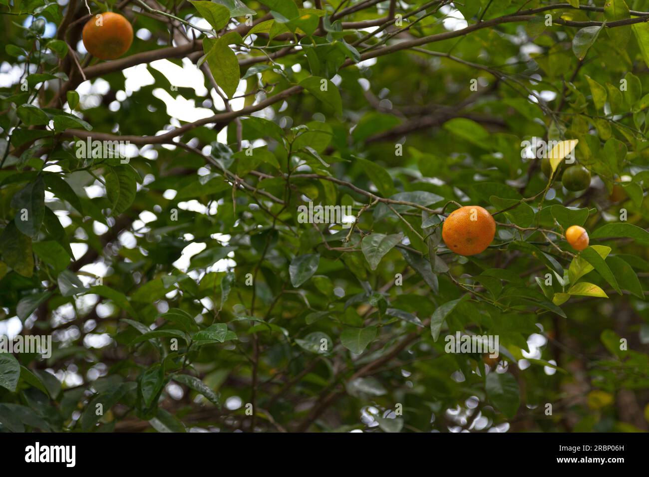 The mandarin orange (Citrus reticulata), also known as the mandarin or ...