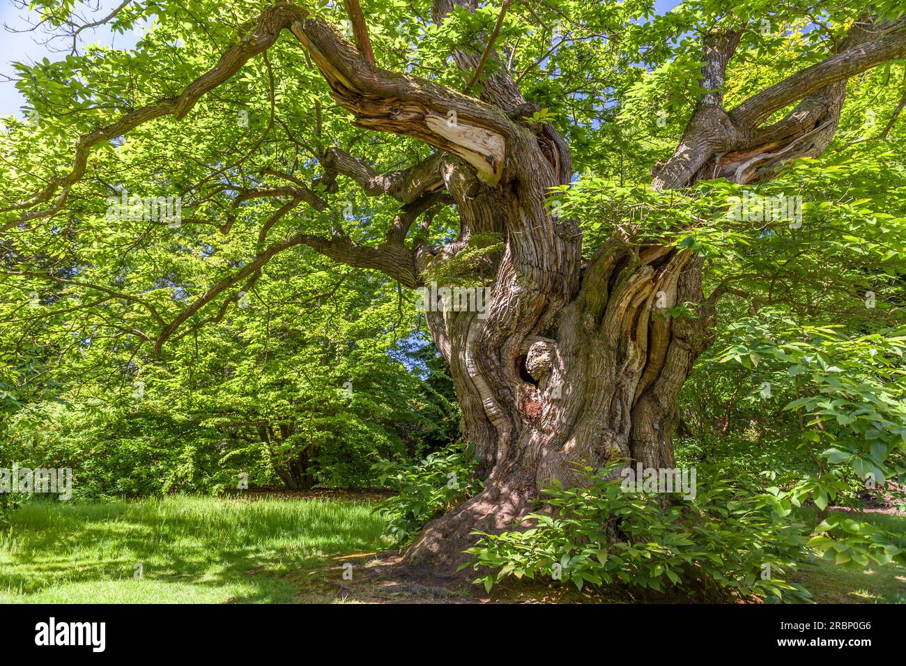 Ancient chestnut tree in Sheffield Park Garden, East Sussex, England ...