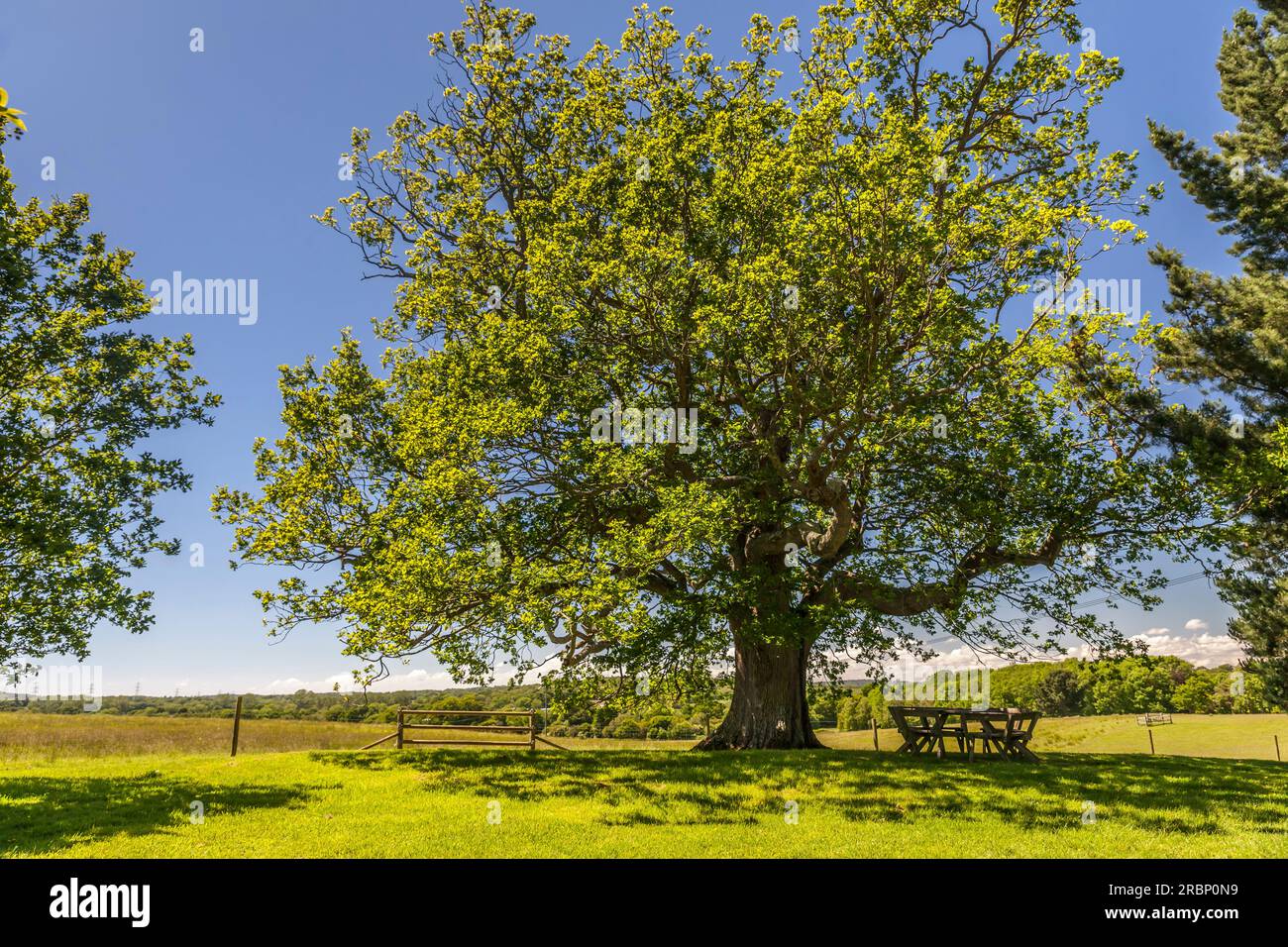Ancient oak tree in Sheffield Park Garden, East Sussex, England Stock ...