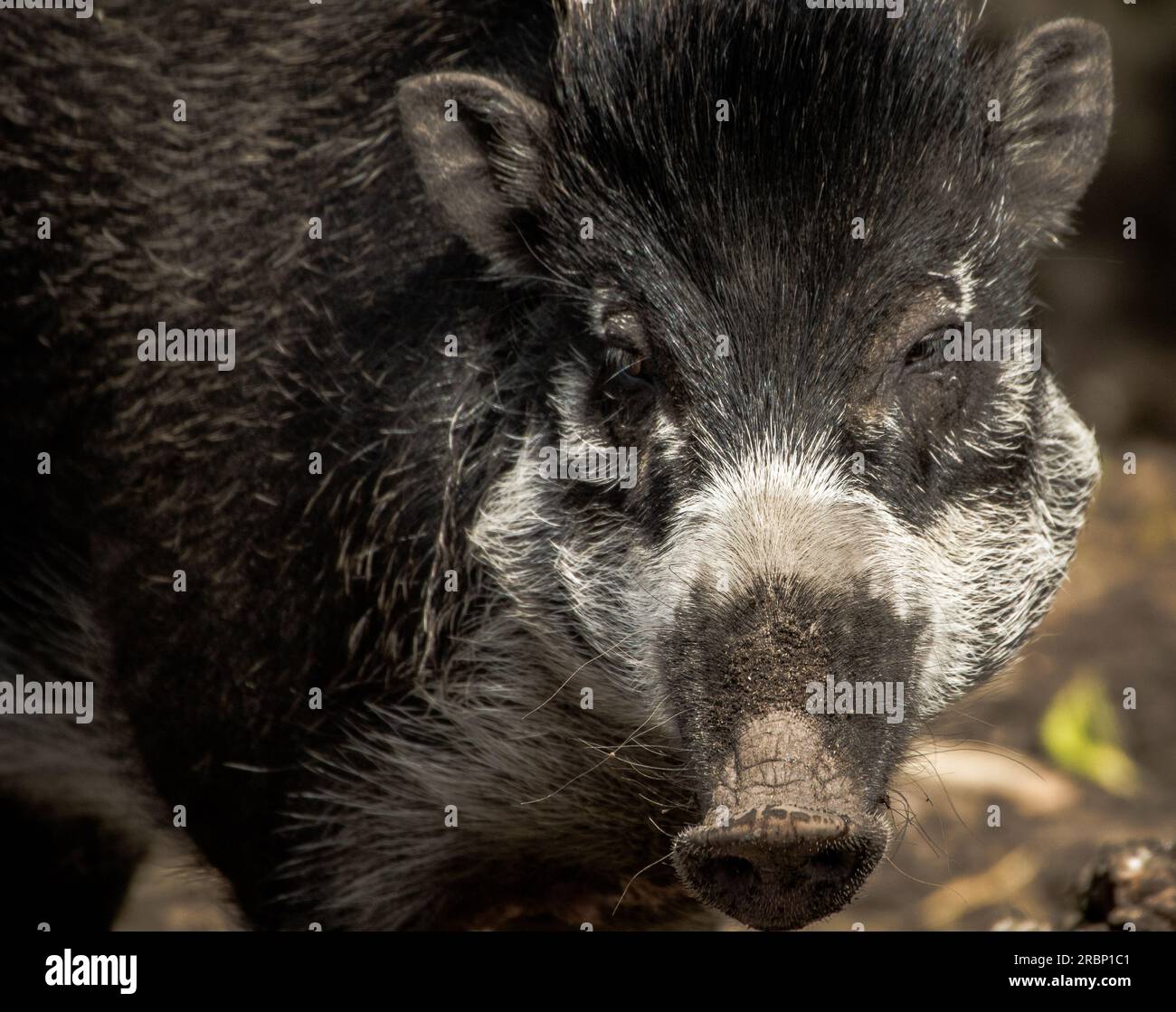 Boars hog hi-res stock photography and images - Alamy