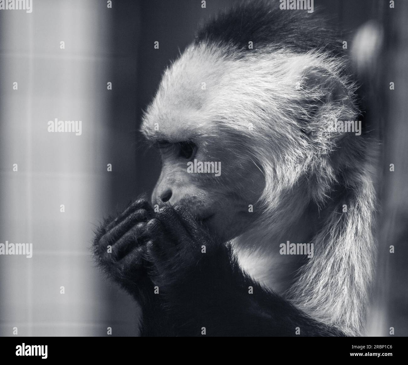 White faced capuchin eating hi-res stock photography and images - Alamy
