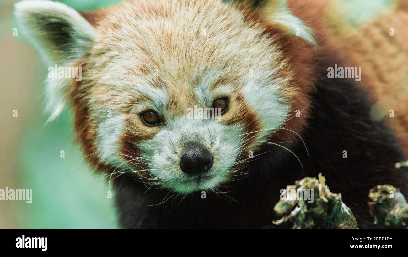 Cute Red Panda Stock Photo - Alamy