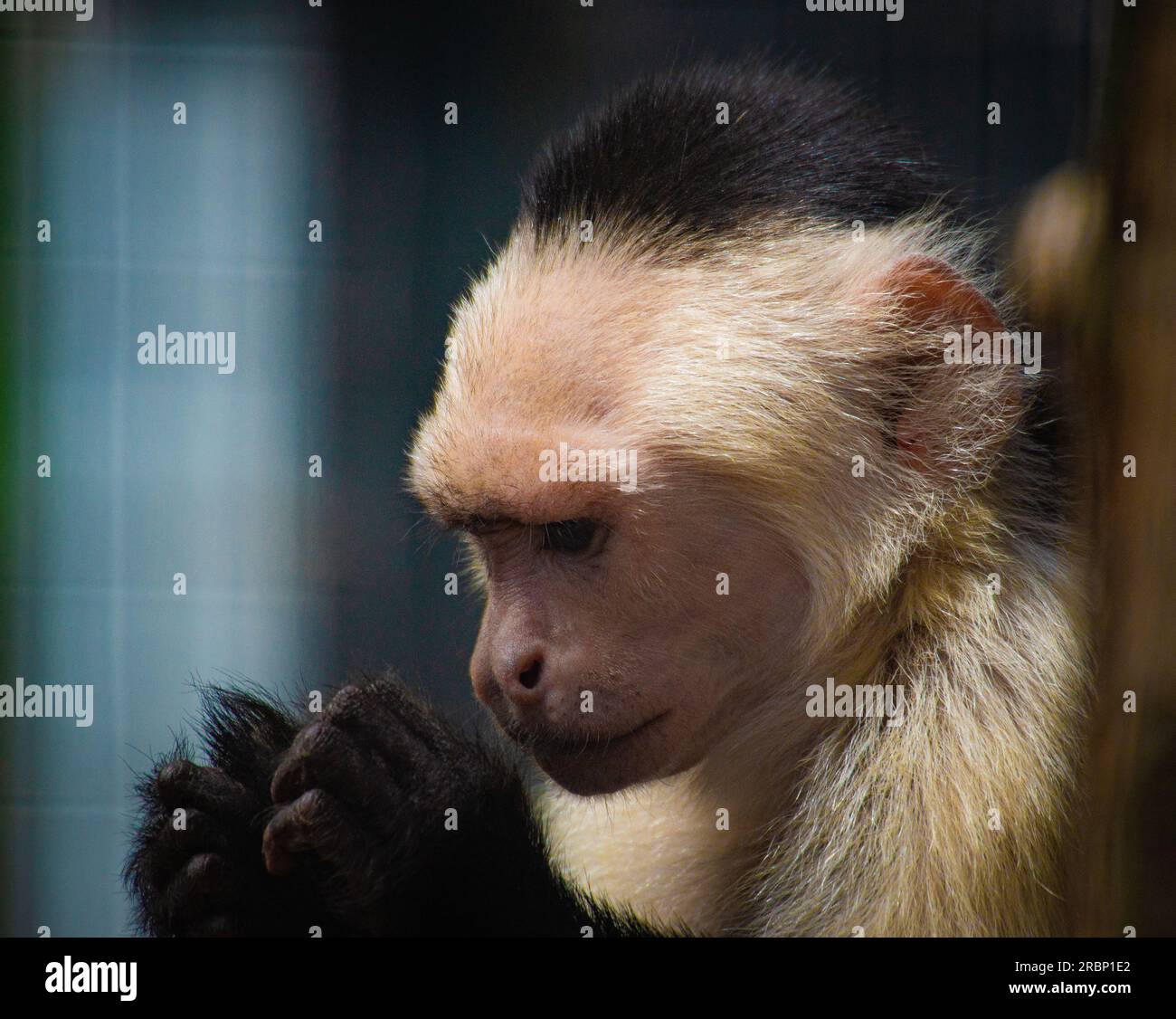 Eating Capuchin Monkey Stock Photo - Alamy
