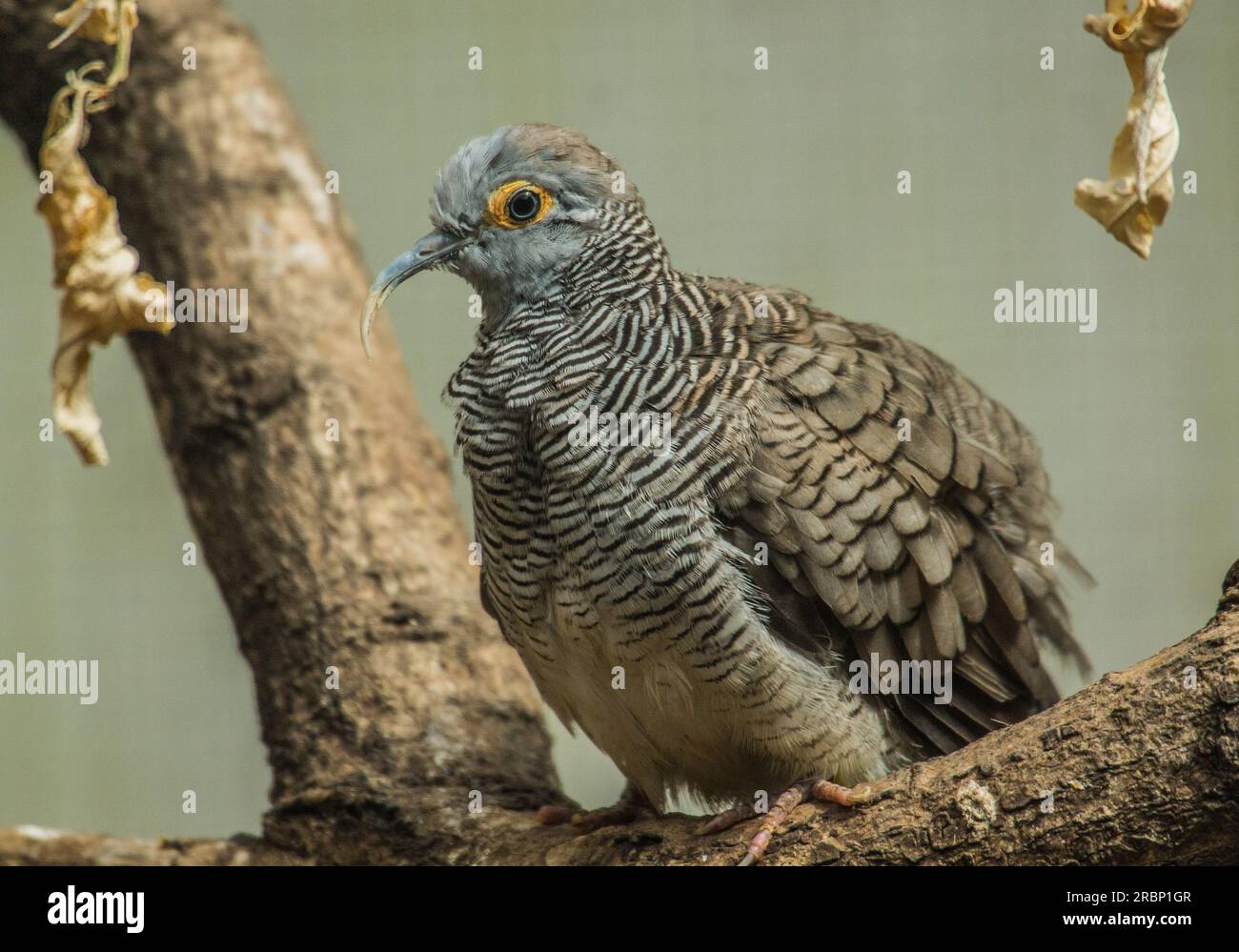 Barred wing pattern hi-res stock photography and images - Alamy