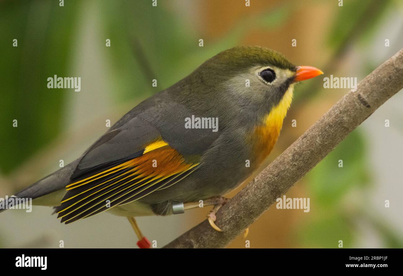 Holding tight red billed leiothrix Stock Photo - Alamy