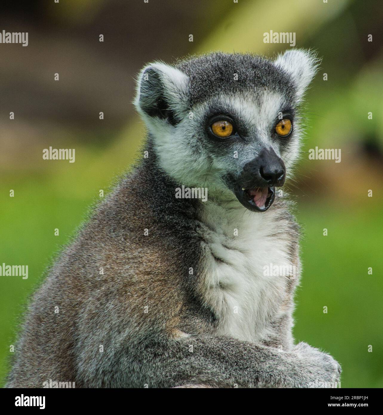 Ring tailed lemures hi-res stock photography and images - Alamy